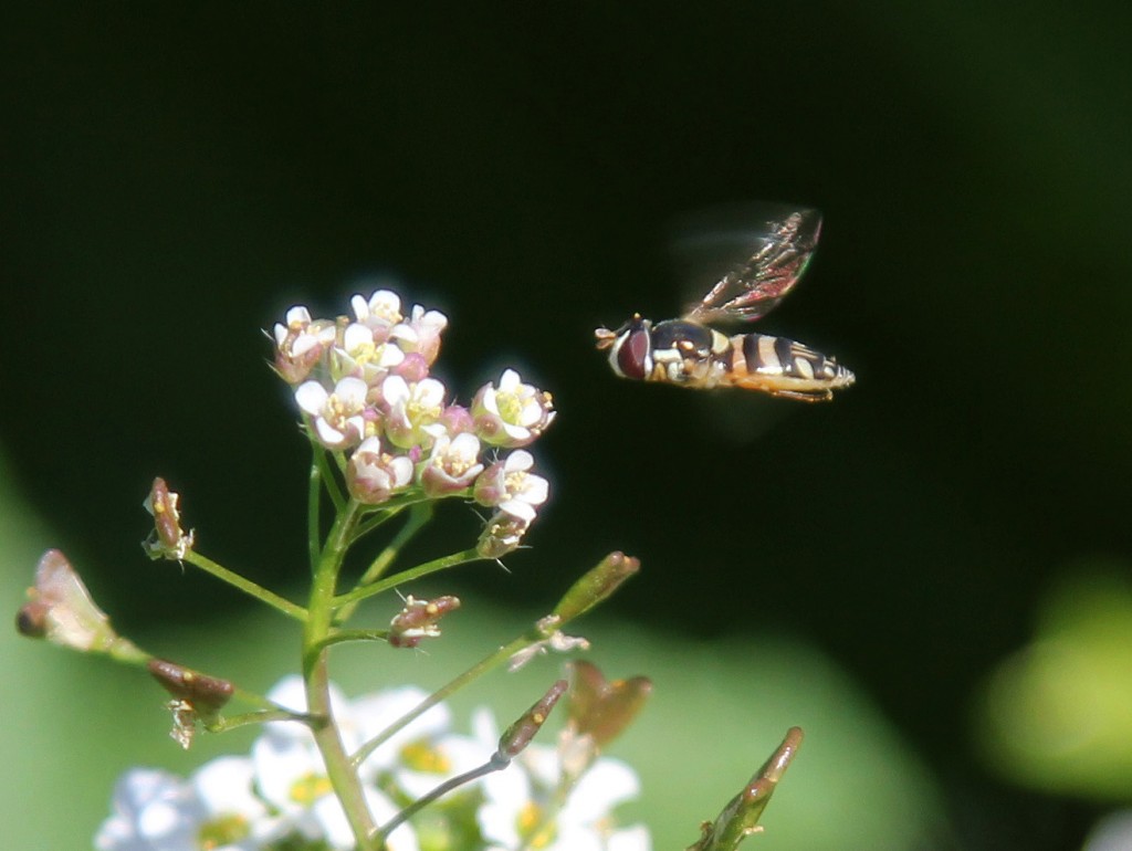Lakeside Organic Gardens Talks About Insects - Agricultural History ...